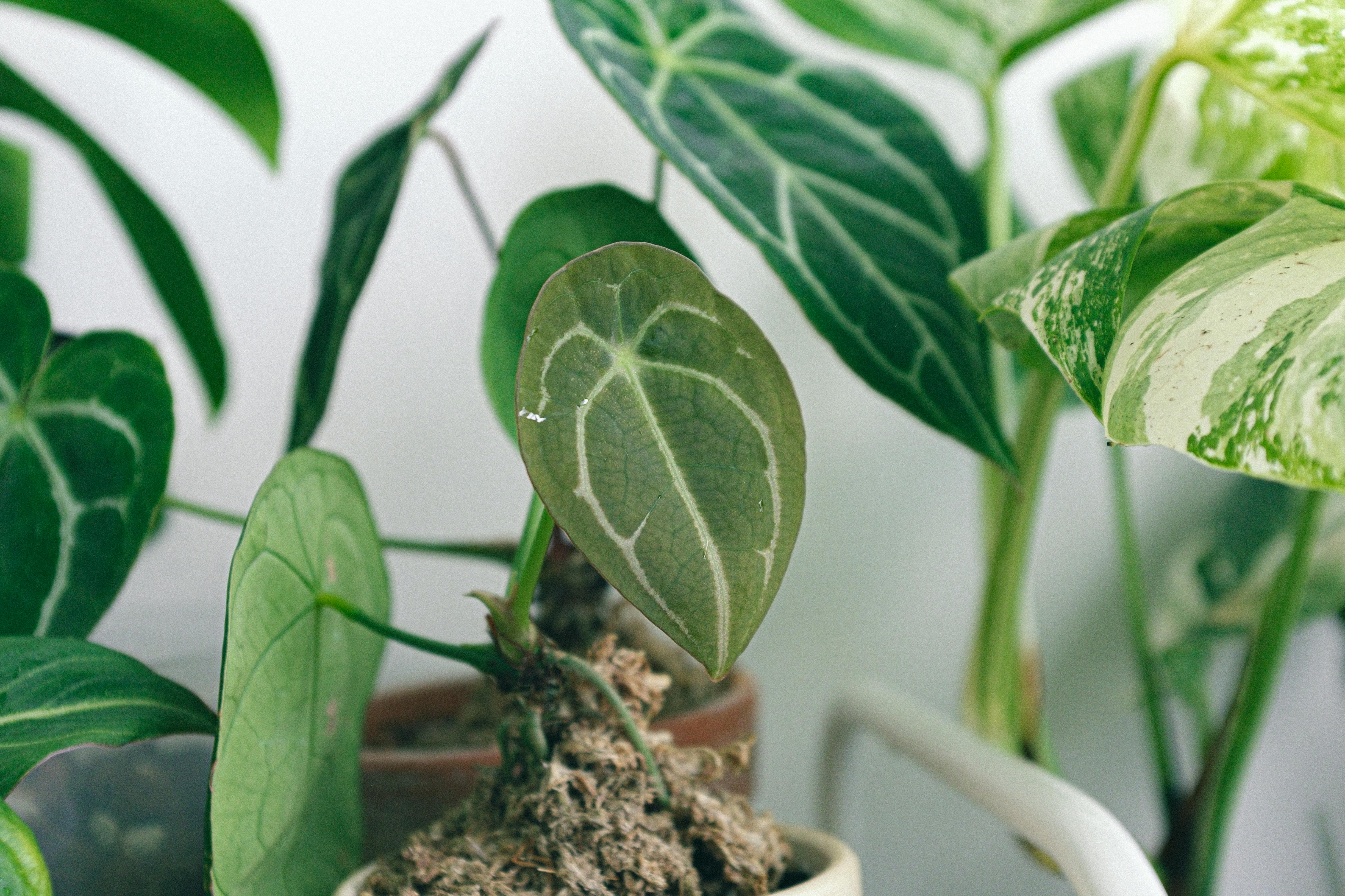 Piante Araceae a 10€ - Qualità ARACEARIUM a Prezzo Accessibile